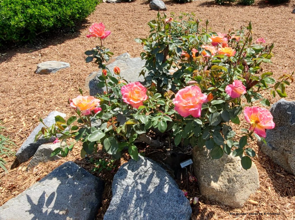 Membership – Temecula Valley Rose Society