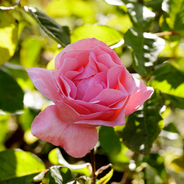 Old Roses FAQs - Temecula Valley Rose Society